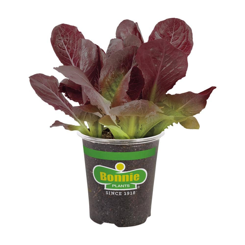 Bonnie Plants 19 oz. Red Romaine Lettuce Plant 0054 - The Home Depot