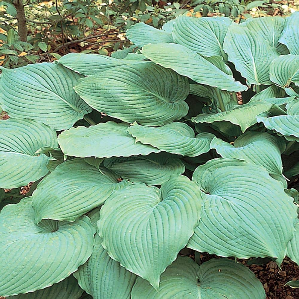 BELL NURSERY 1 Gal. Green Hosta Plant 36716 - The Home Depot