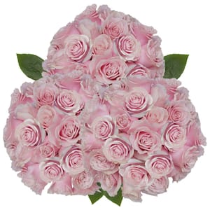 Globalrose Fresh 100 Hot Pink Color Roses hot-lady-medium-100 - The ...