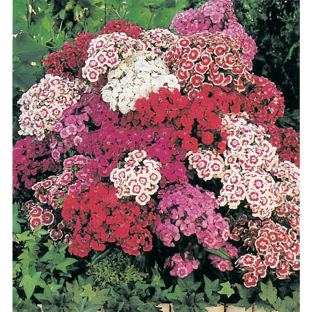 Gardens Alive! 4 In. Pot, Pinocchio Flowering Diantus Mixture, Potted ...