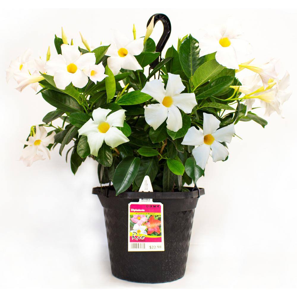 Rio 1.75 Gal. (#12) Hanging Basket Dipladenia Flowering Annual Shrub ...