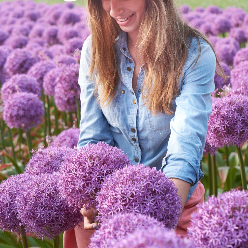 Vigoro 20/22cm, Globemaster Giant Allium Flower Bulbs, Purple (Bag of ...
