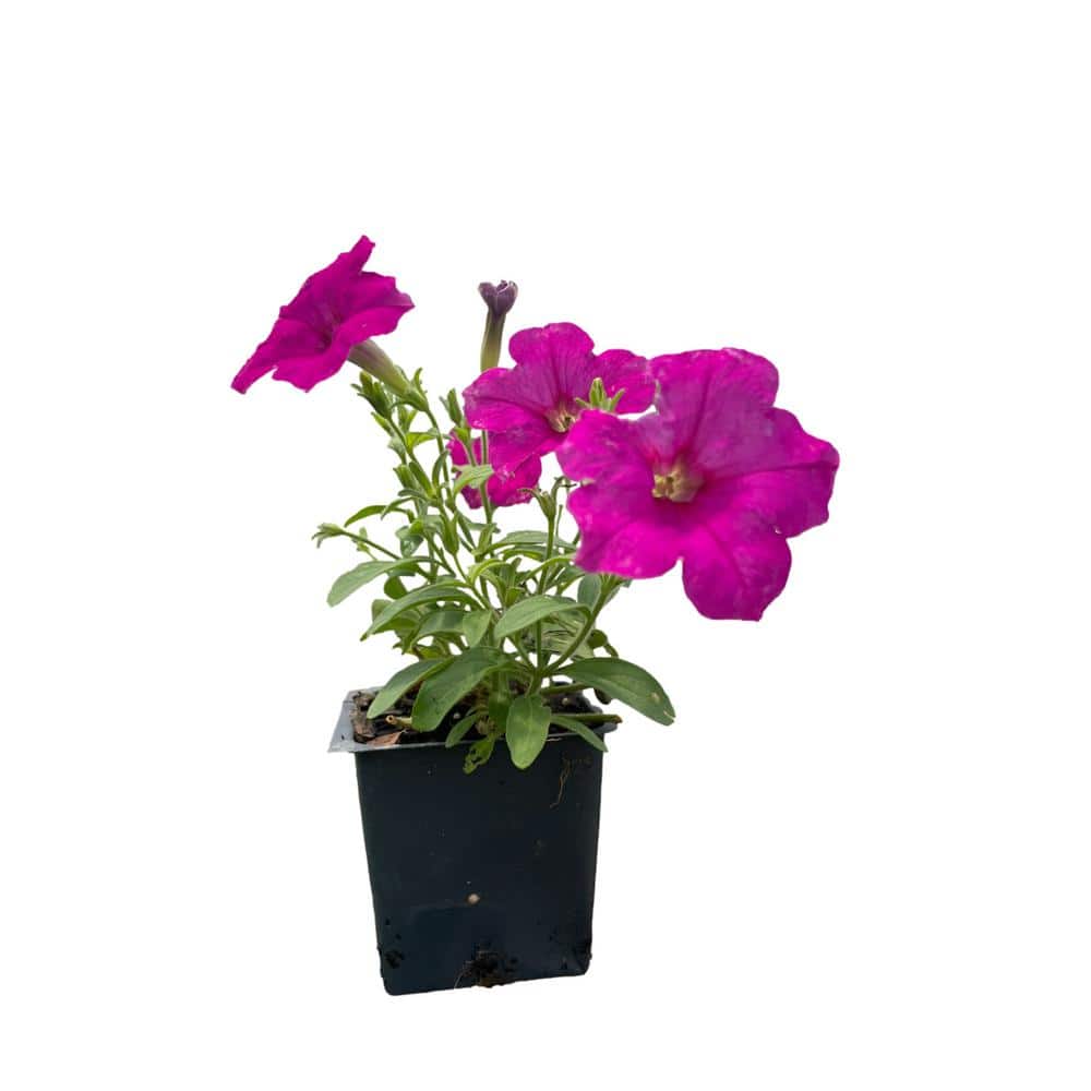 EASY WAVE 4 In. Neon Rose Easy Wave Petunia Annual Plant with Pink ...