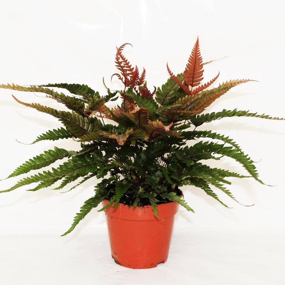 Wekiva Foliage Tricolor Fern-Live Starter Plant in a 4 Inch Grower's ...