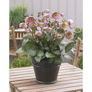 FROSTKISS 1 gal. Pippa's Purple Hellebore Live Flowering Part Sun ...