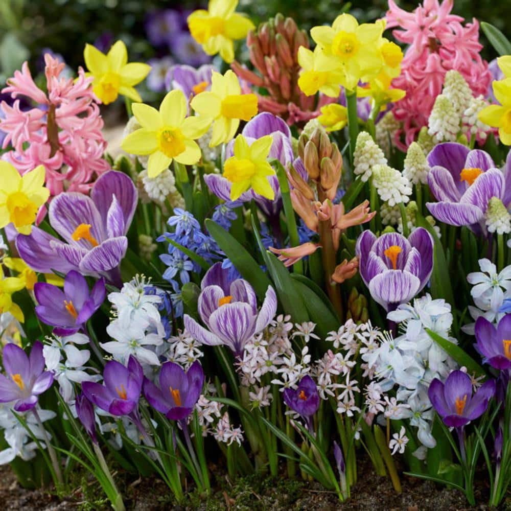 VAN ZYVERDEN Spring Time Favorite's Cottage Garden Bulb Collection Set ...