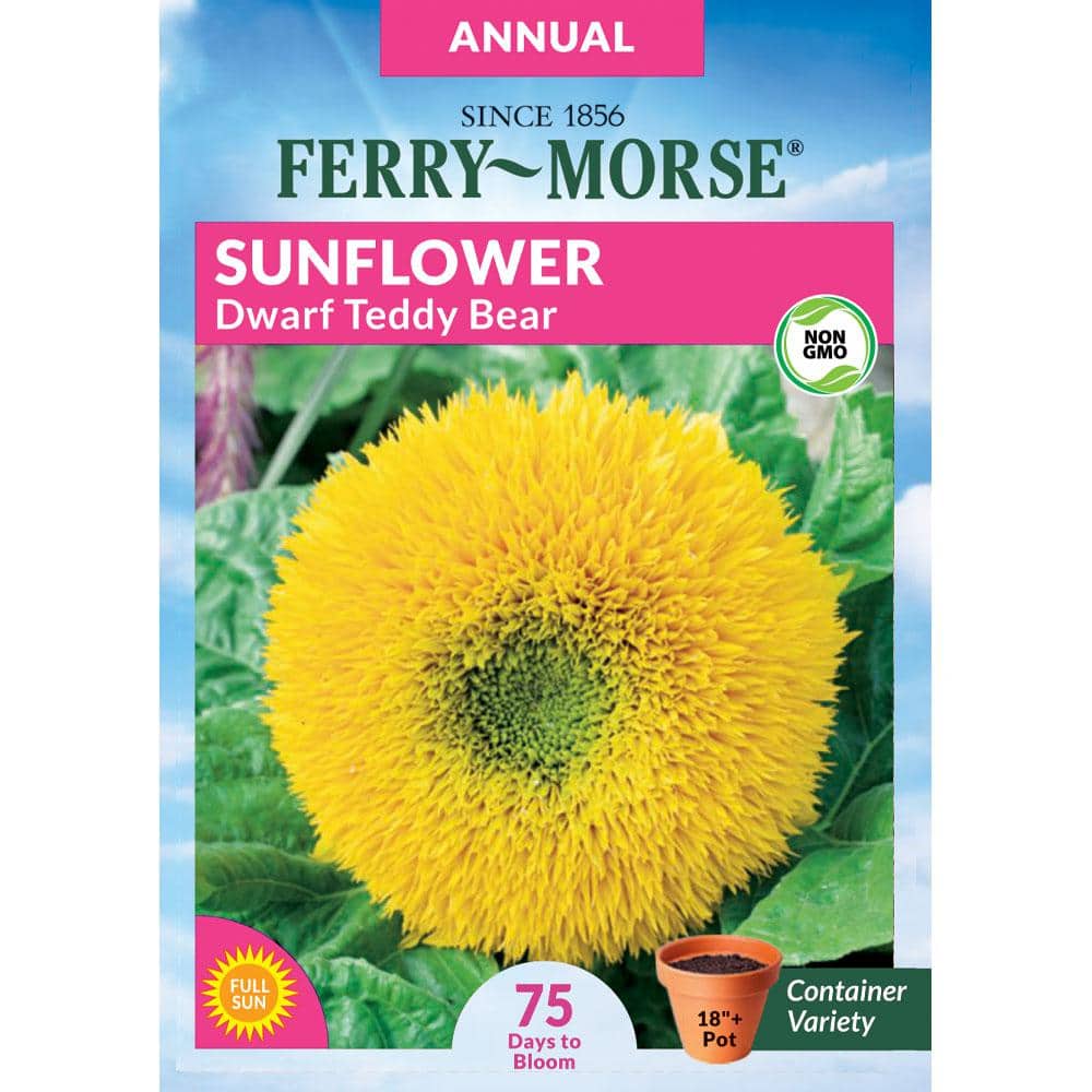 Ferry-Morse Sunflower Dwarf Teddy Bear Flower Seed 6533 - The Home Depot