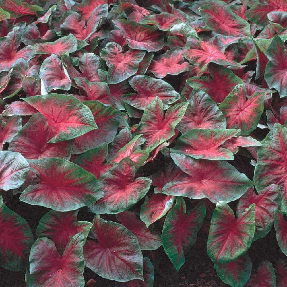 Vigoro 2.5 Qt. #1 Strap Leaf Red Caladium Plant 5871 - The Home Depot