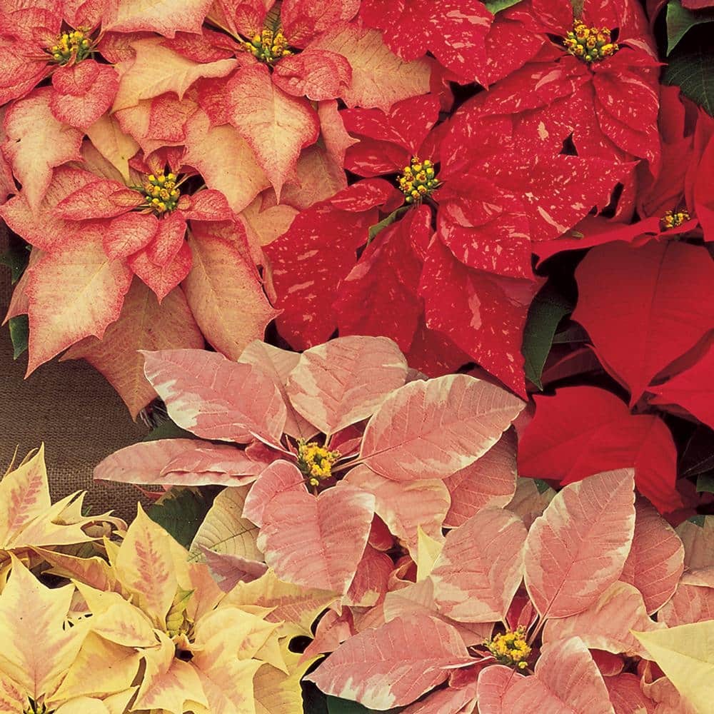 6 in. Poinsettia Plant with Bi-Color Flowers 91493 - The Home Depot