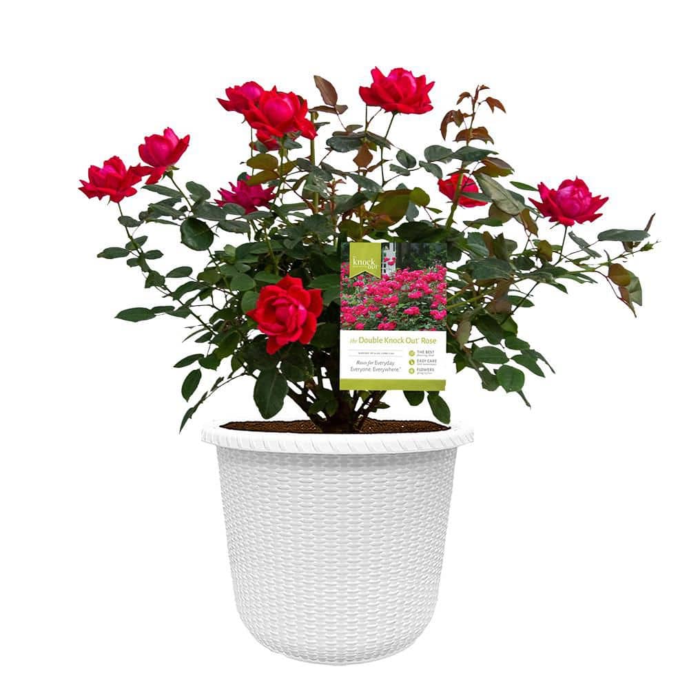 Reviews for KNOCK OUT 2 Gal. Red The Double Knock Out Rose Bush with ...