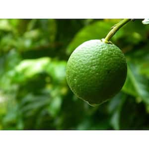 Wekiva Foliage Pink Guava Tree-Live Plant in a 1 Gallon Pot-Psidium ...