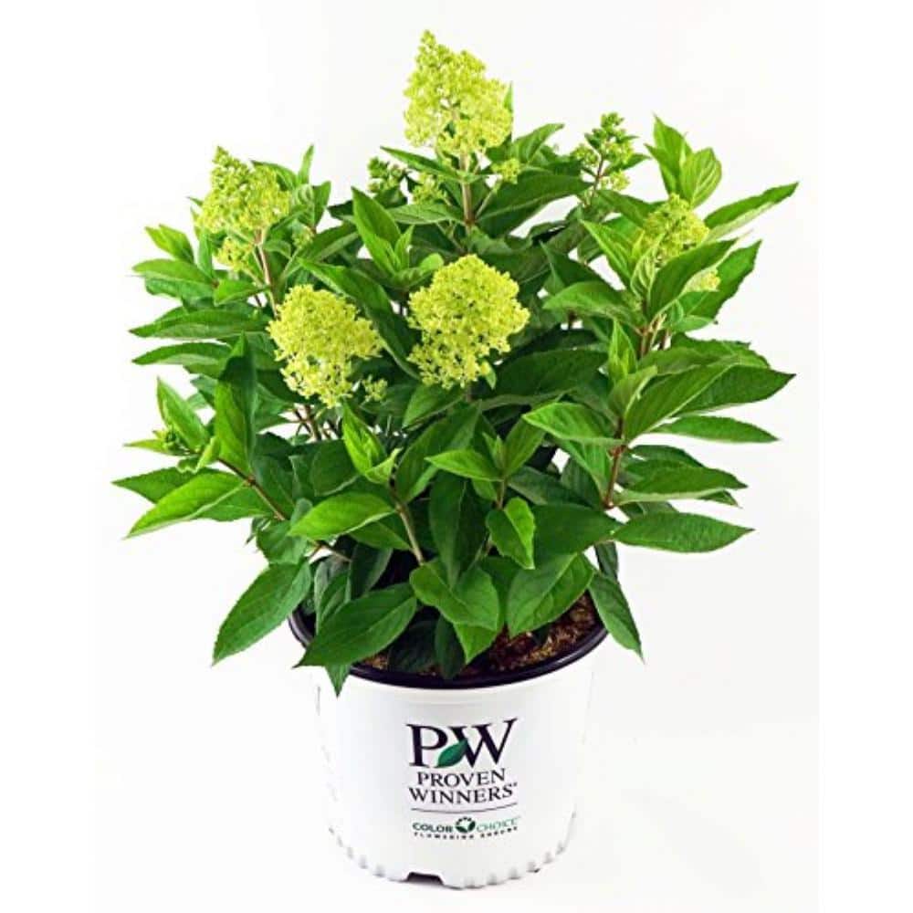 PROVEN WINNERS 2 Gal. Little Lime Panicle Hydrangea, Live Plant with ...