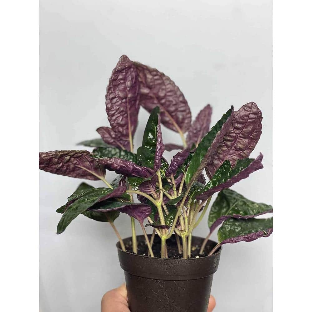 Wekiva Foliage 2 in. Purple Waffle Plant - Live Starter Plant ...
