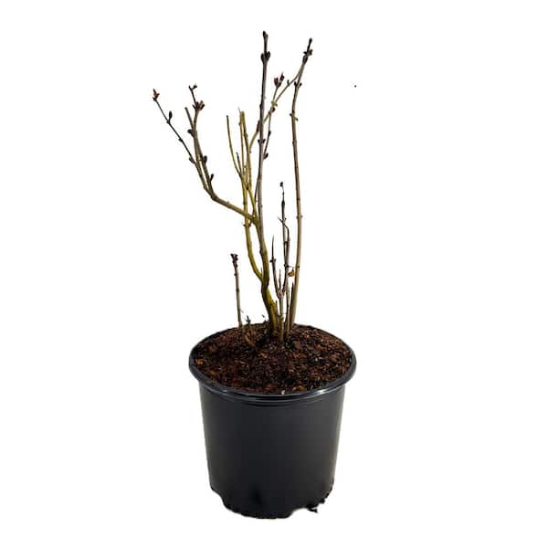 2.25 Gal. President Grevy (Syringa v. 'President Grevy') Live Shrub ...