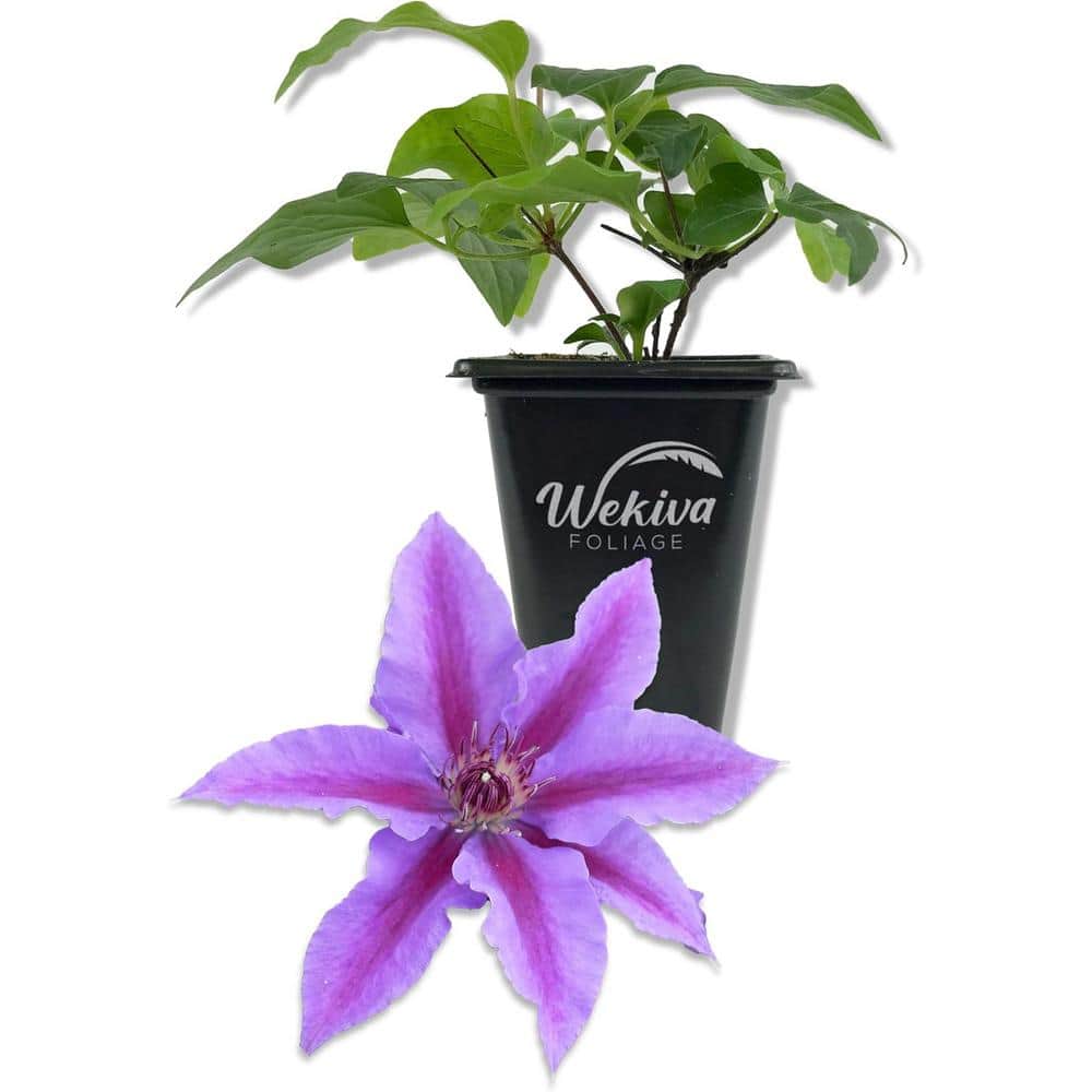 Wekiva Foliage Clematis INES-Live Starter Plant in a 2 Inch Growers Pot ...