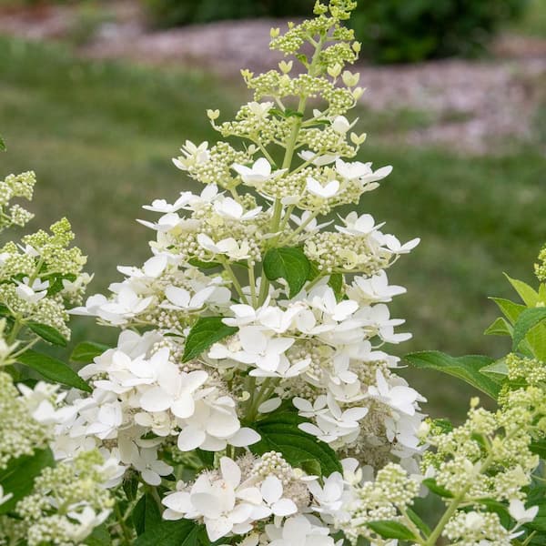 DIRECT GARDENING Confetti Hydrangea Shrub Flowering Starter Plant (1 ...