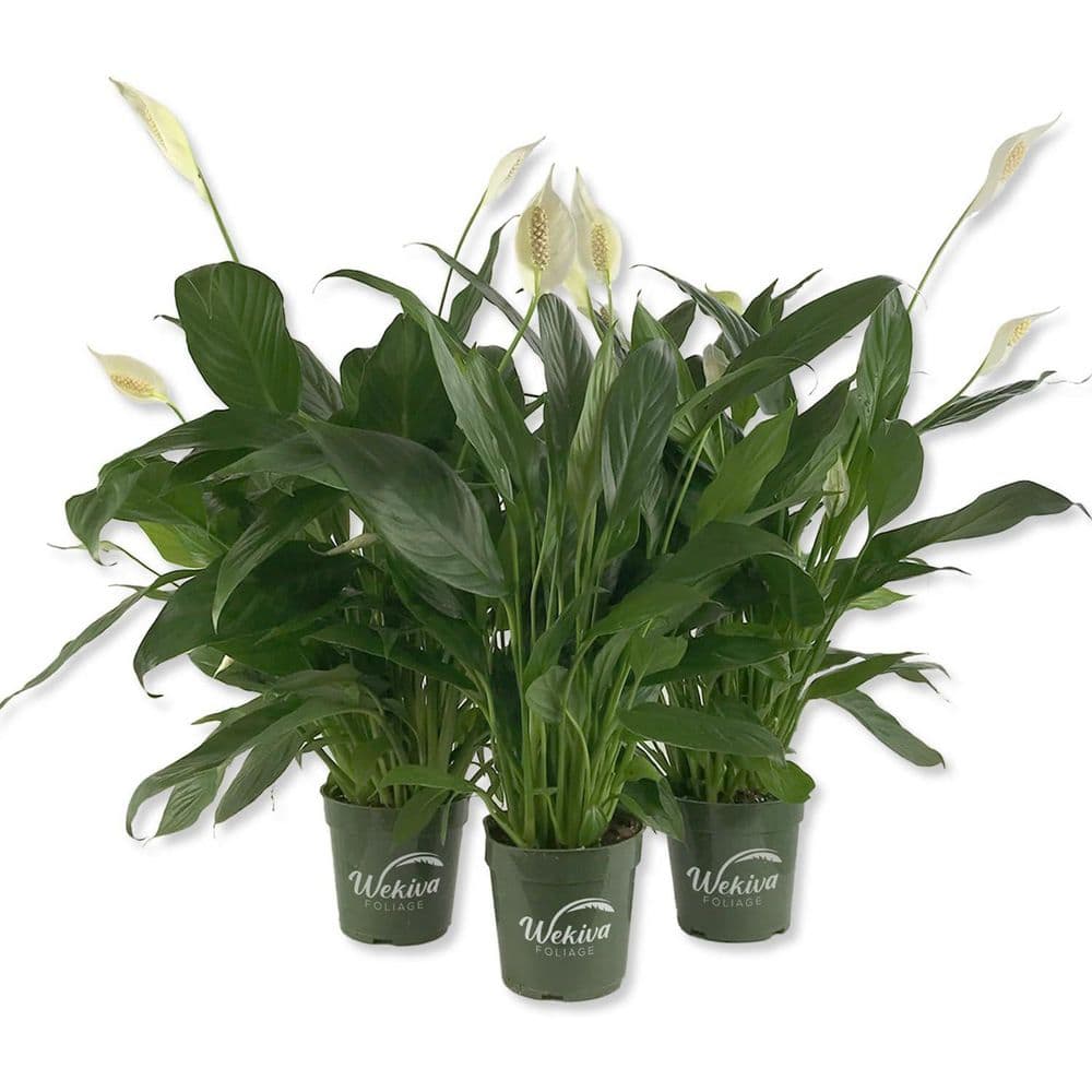 UPC 754213661656 - Spathiphyllum Peace Lily-3 Live Starter Plants in 4 ...