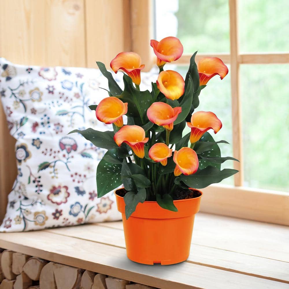 national PLANT NETWORK Orange Calla Lily Plant Grow Kit HD1636 - The ...