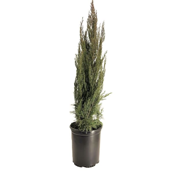 3.58 Gal. Blue Arrow Juniper (Juniperus Blue Arrow) Narrow Evergreen ...