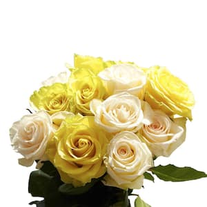 Globalrose 50 Yellow Roses- Fresh Flower Delivery 50-birthday-yellow ...