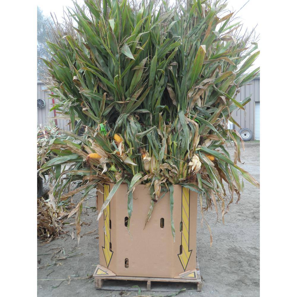Corn Stalks Bundle 768986600224 - The Home Depot