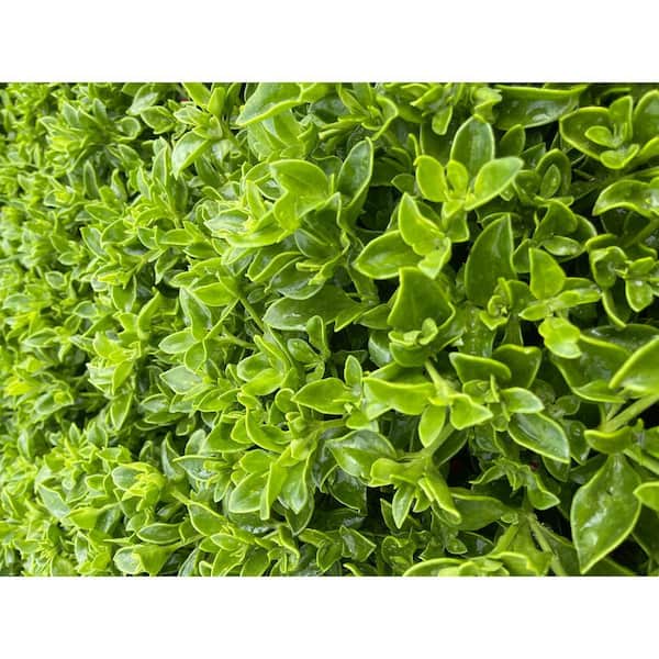 Cesicia Livingstone Daisy Spreading Plant (10-Pack) NNPLANT20 - The ...