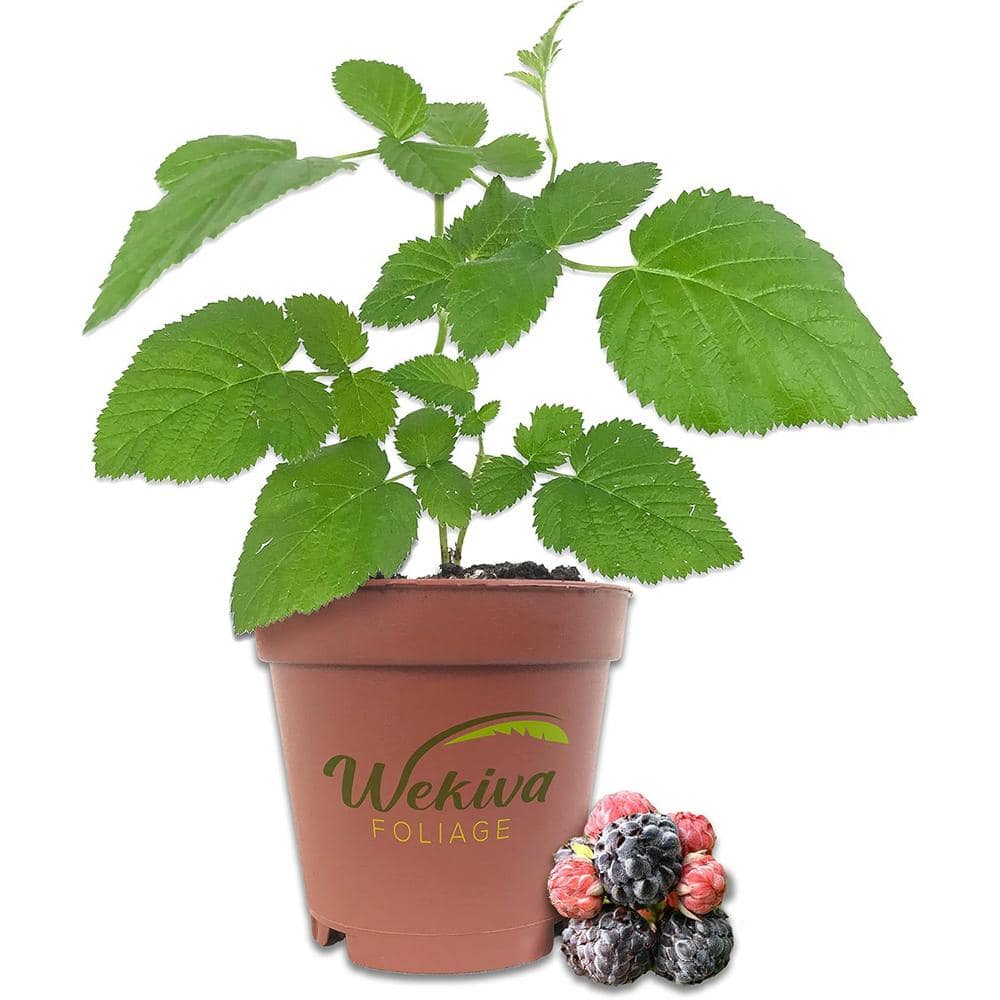 Wekiva Foliage Mysore Raspberry Bush-Live Plant in a 2 in. Pot- Rubus ...