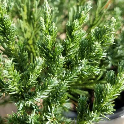 FLOWERWOOD 2.5 Gal - Compacta Japanese Holly(Ilex), Evergreen Shrub ...