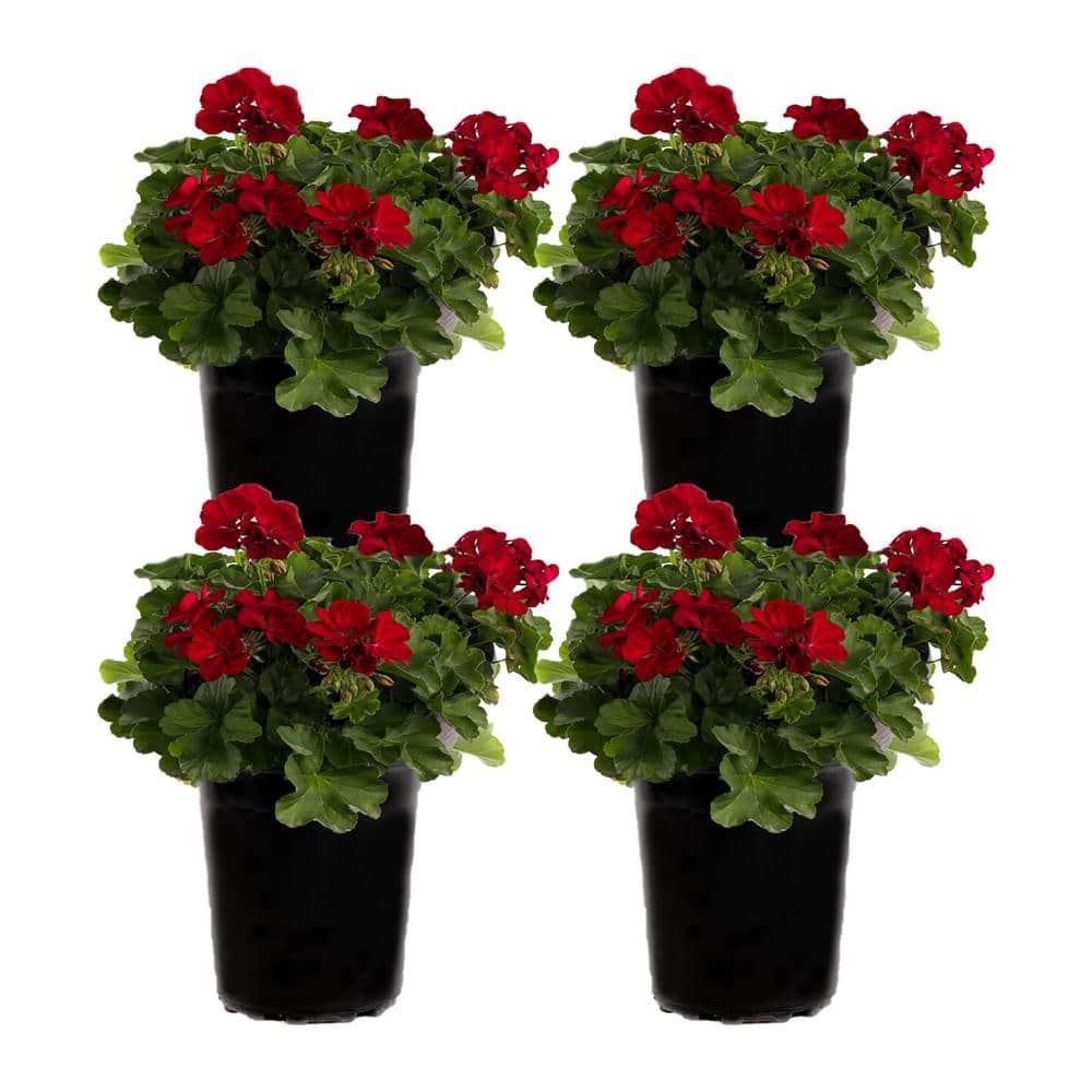 1 gal. Dark Red Dark Leaf Geranium Plant (4-Pack) 748179052733 - The ...