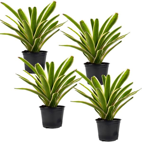 TropicalPlants.com Sheba Bromeliad (Neoregelia) Live Plant in 8 in ...