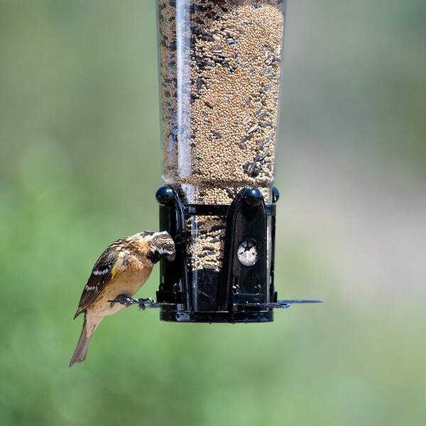 Perky Pet Squirrel Be Gone Max Squirrel Resistant Metal Wild Bird Feeder with Flexports 3 lb Capacity 333