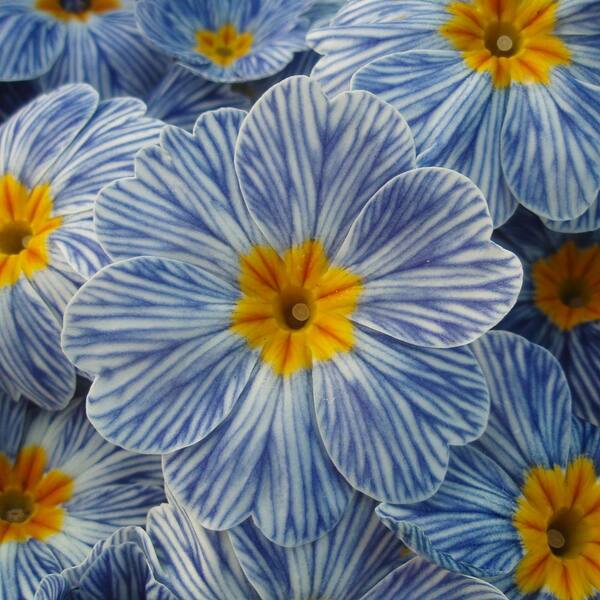 Blue Primrose Flower
