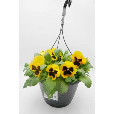 Pansy - Annuals - Garden Flowers - The Home Depot