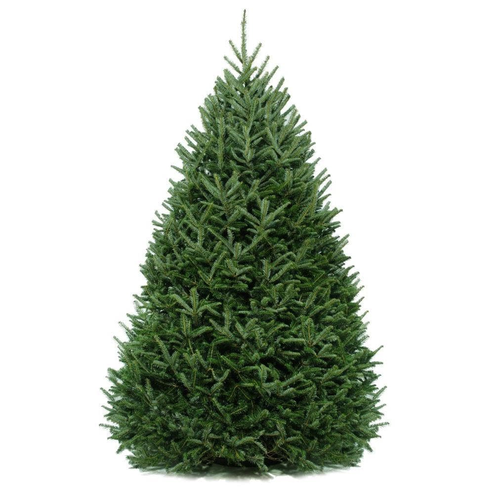 Reviews for KIRK INTERNATIONAL INC 7-8 ft. Freshly Cut Live Abies ...