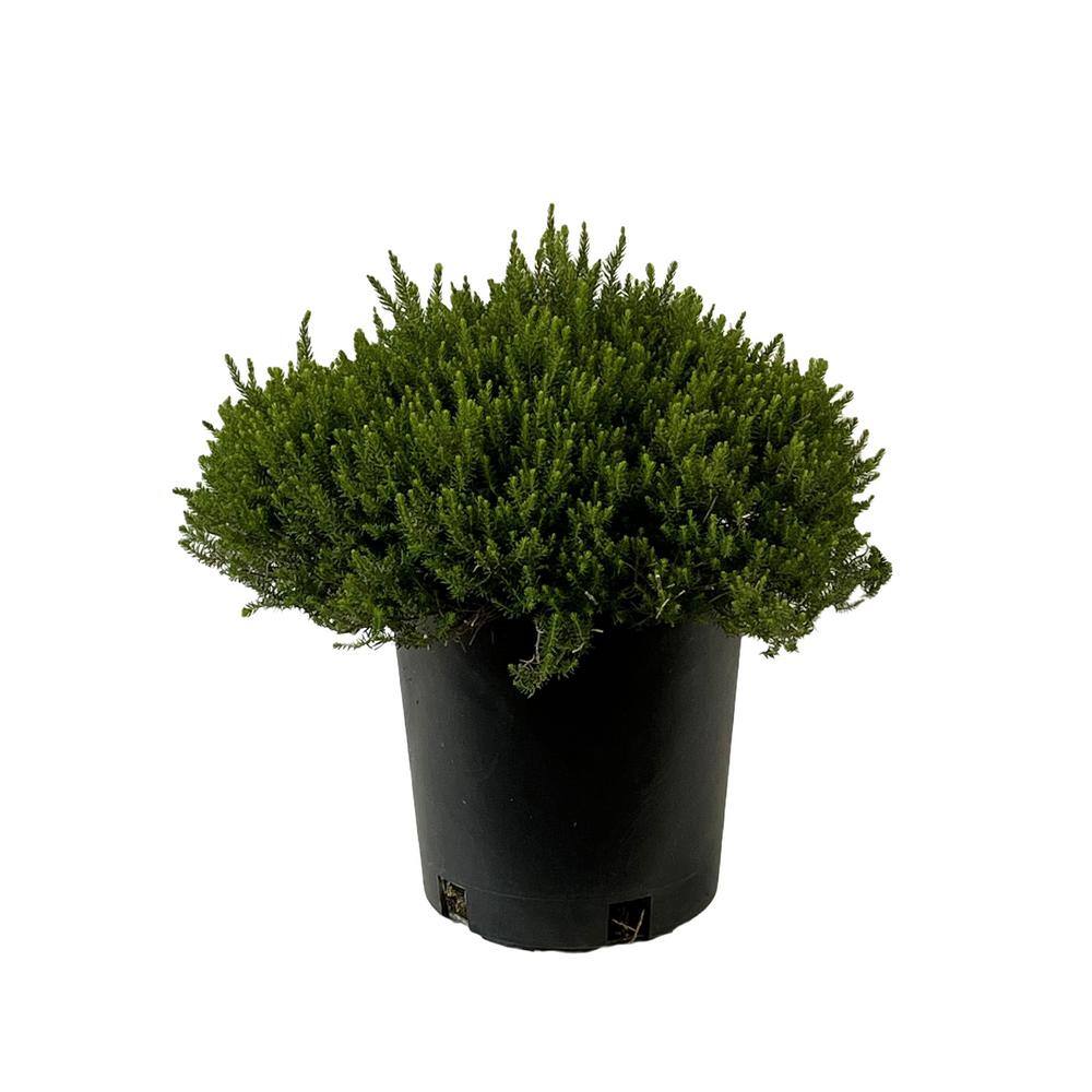 2.5 Qt. Mediterranean Pink Heather Live Shrub with Pink Flowers O226001 ...