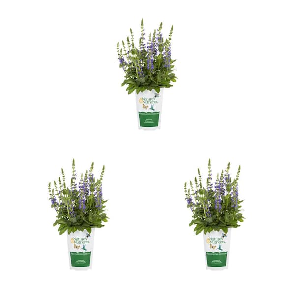 Vigoro 2 qt. Purple Salvia Sally Rosa Perennial Plant (3-Pack) 78529 ...