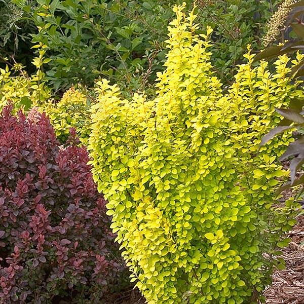 Bonanza Gold Barberry