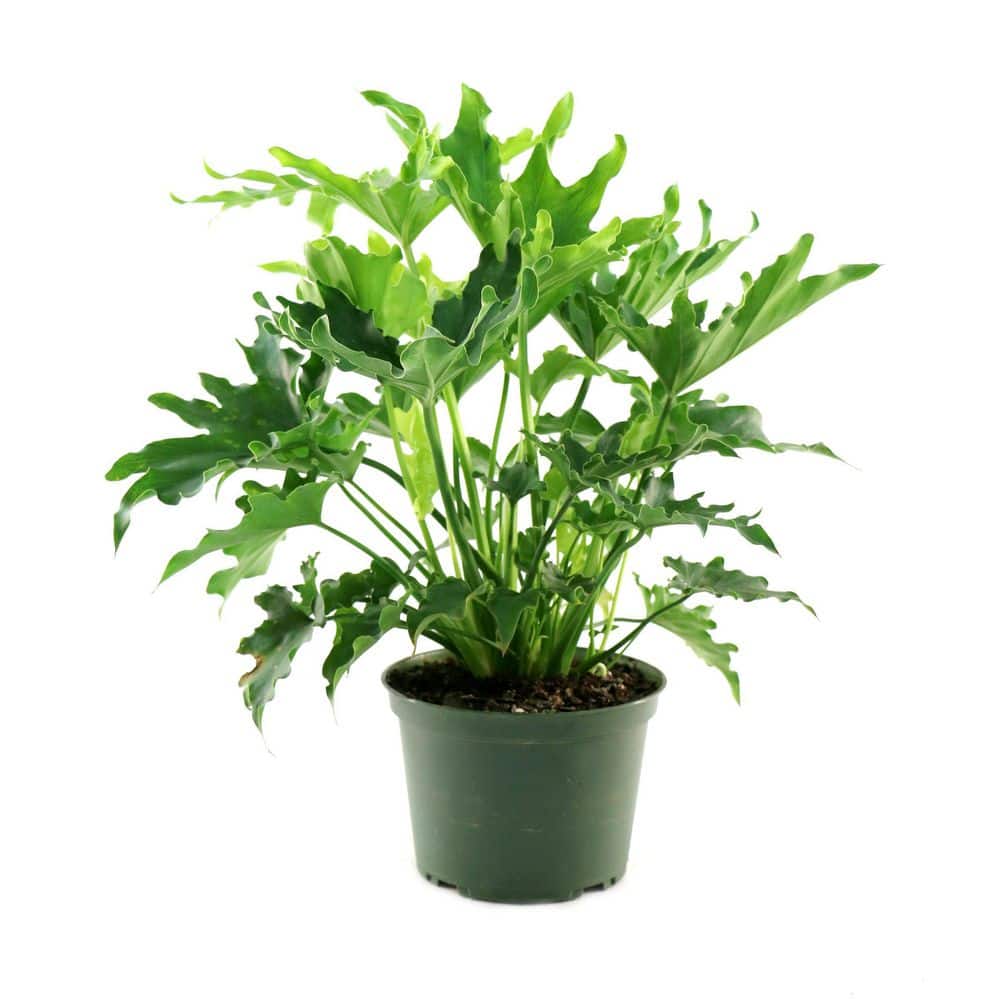national PLANT NETWORK 6 in. Philodendron Lickety Split Plant in Grower ...