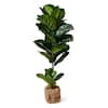 Elements 43 in. Artificial Fiddlehead Ficus Tree 5268806 - The Home Depot