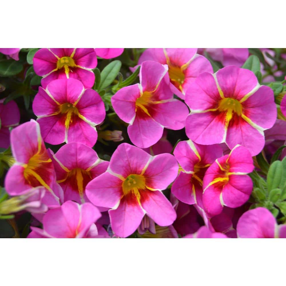 PROVEN WINNERS 1 Qt. Superbells Rising Star Calibrachoa Plant 004372 ...