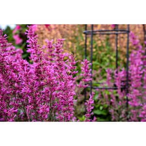 PROVEN WINNERS 0.65 Gal. Meant to Bee Royal Raspberry Anise Hyssop ...