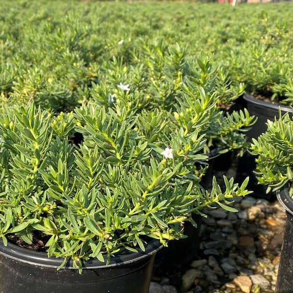 Myoporum Ground Cover Yellow Flowers