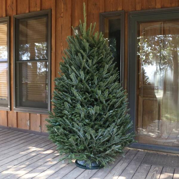 national PLANT NETWORK 6 ft. to 6.5 ft. Freshly Cut Fraser Fir Real Christmas Tree Live HD9000 The Home Depot