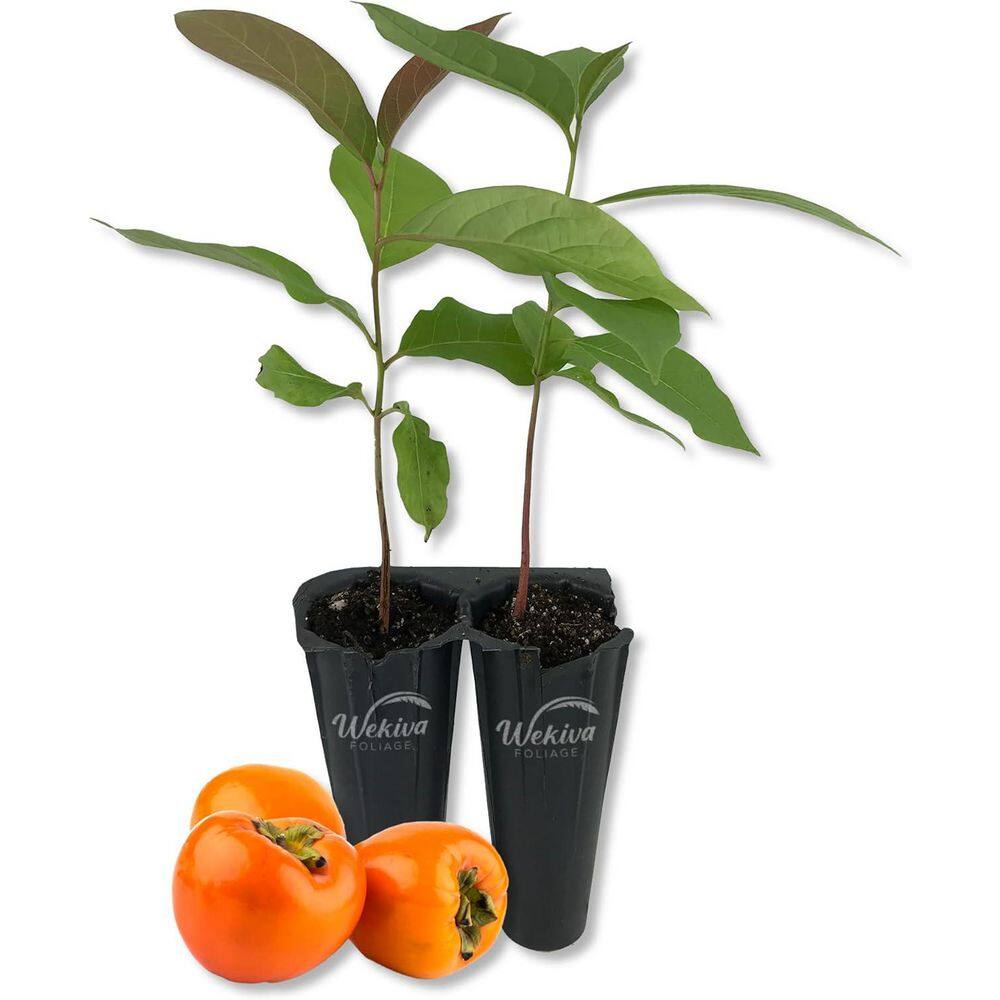 Wekiva Foliage Persimmon Tree 2-Live Starter Plants in 2 in. Growers ...
