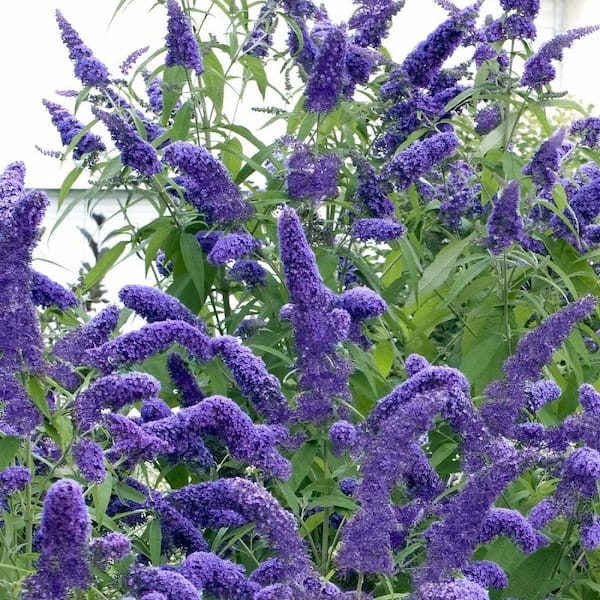 PROVEN WINNERS 2G Butterfly Bush Pugster Blue Plant with Blue Blossoms ...