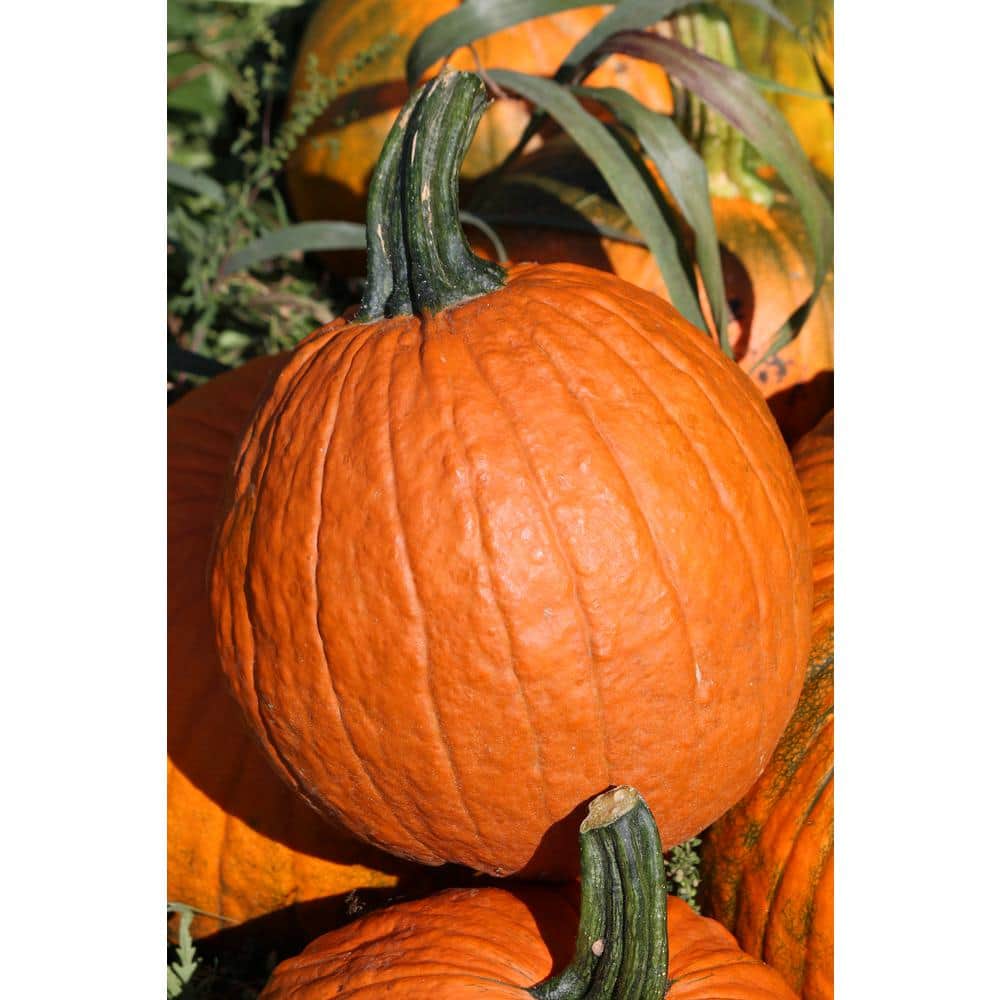 X-Large Pumpkin 768986600422 - The Home Depot