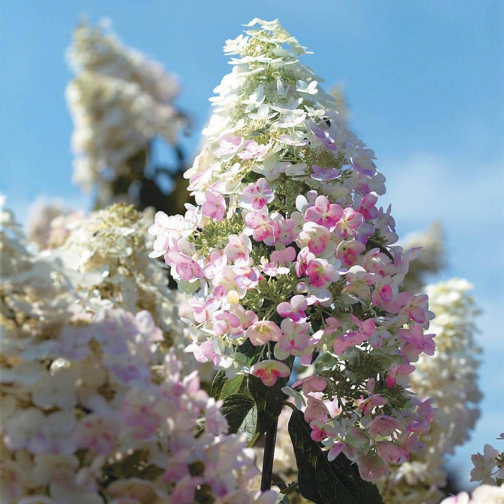 Spring Hill Nurseries 4 in. Pot Pink Diamond Hydrangea, Live Deciduous ...
