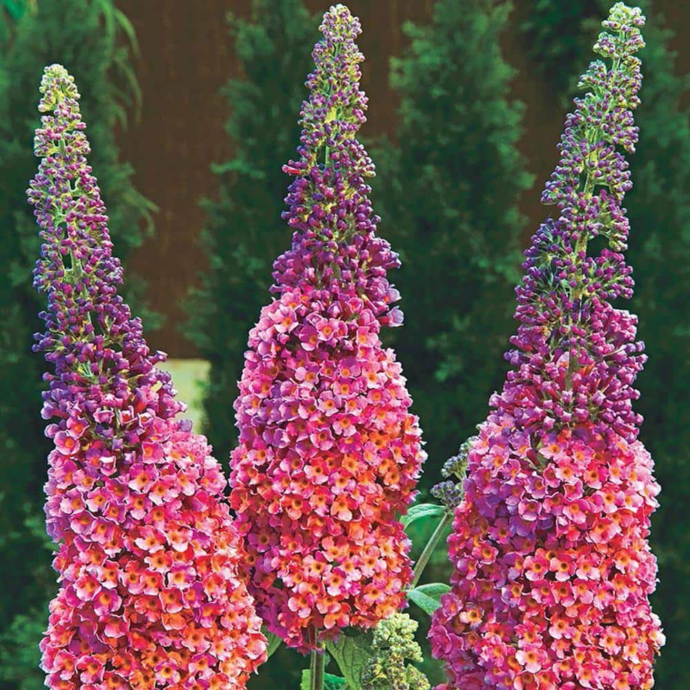DIRECT GARDENING Kaleidoscope Pink and Orange Flowering Butterfly Bush ...