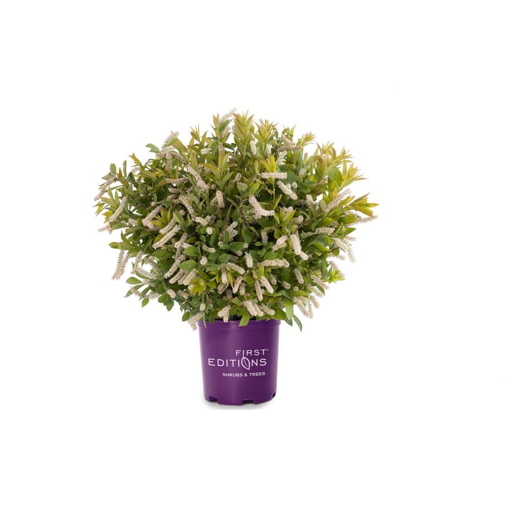 FIRST EDITIONS 2 Gal. Love Child Sweetspire Live Shrub with White ...