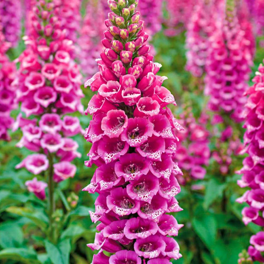 DIRECT GARDENING Candy Mountain Pink Flowering Foxglove Digitalis ...